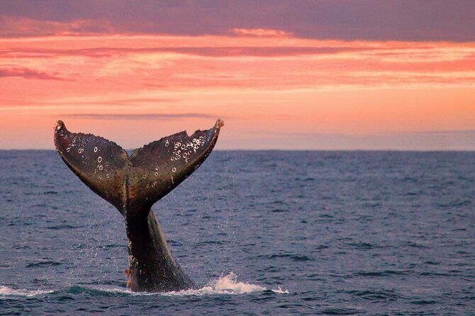 Whale Watching in Puerto Vallarta! - Authentic Feedback from Travelers