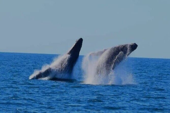 Whale Watching in Puerto Vallarta Bay - The Itinerary and What Makes It Special