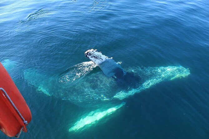 Whale Watching in Puerto Vallarta Bay - Deep Dive into the Experience