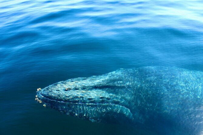Whale Watching in Puerto Vallarta Bay - Practical Tips for Your Whale Watching Trip