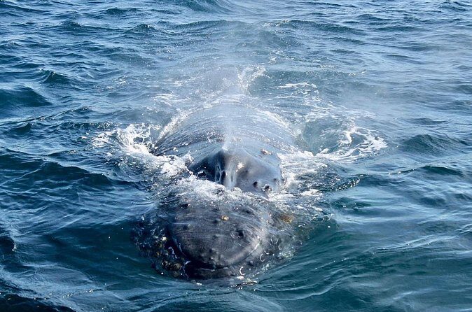 Whale Watching in Puerto Vallarta Bay - Final Thoughts