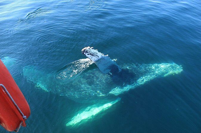 Whale Watching in Puerto Vallarta Bay - FAQ