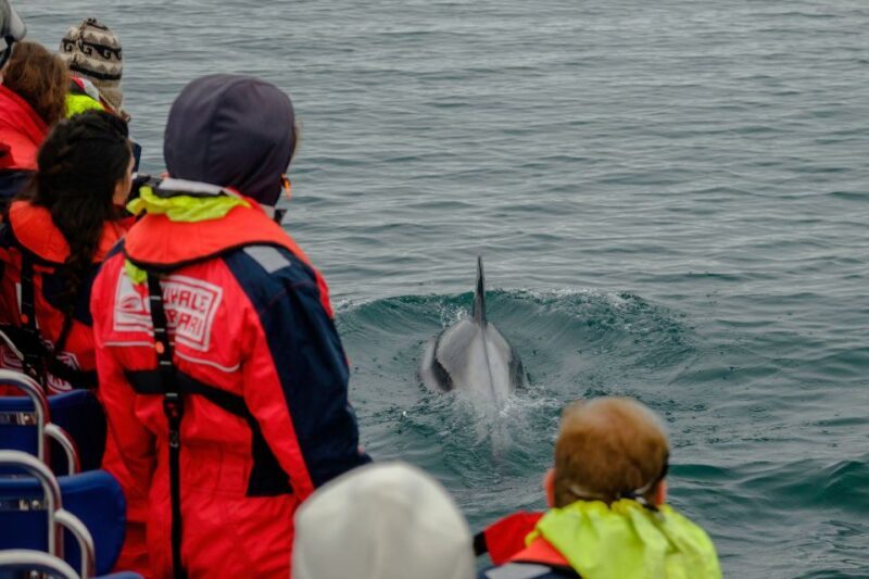 Whale Watching in Reykjavik by Speedboat - Key Points