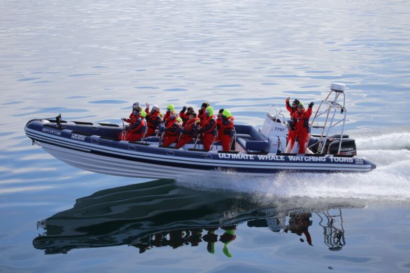Whale Watching in Reykjavik by Speedboat - A Closer Look at the Speedboat Whale Watching Experience