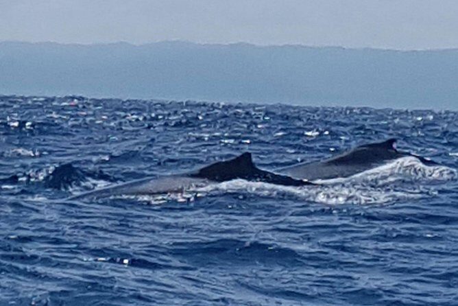 Whale Watching in Samana - The Experience in Detail