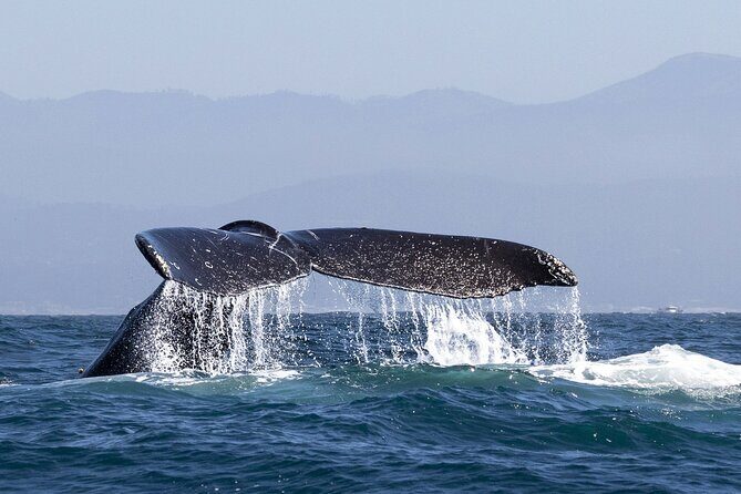 Whale Watching in Samana with Boat Tour - Key Points