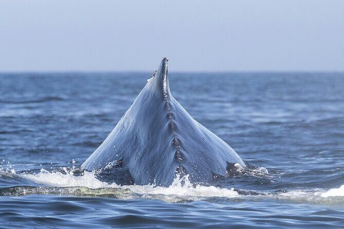 Whale Watching in Samana with Boat Tour - Exploring the Itinerary: What to Expect