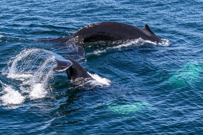 Whale Watching in Samana with Boat Tour - Who Should Book This Tour?
