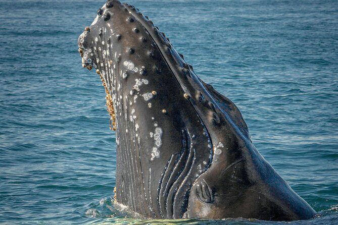 Whale Watching in Samana with Boat Tour - FAQs