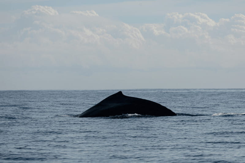 Whale Watching in San Jose del Cabo - First Impressions of Whale Watching in San Jose del Cabo