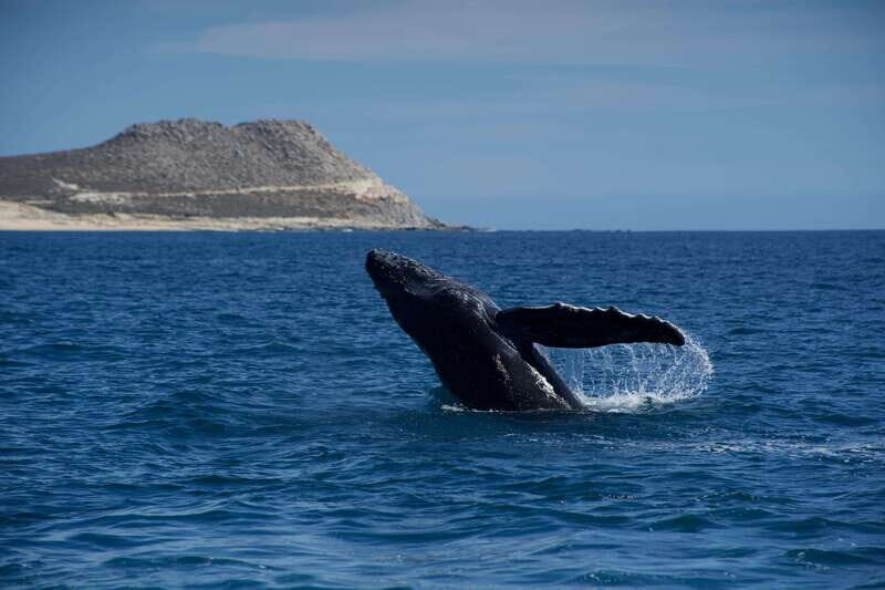 Whale Watching in San Jose del Cabo - The Itinerary Breakdown