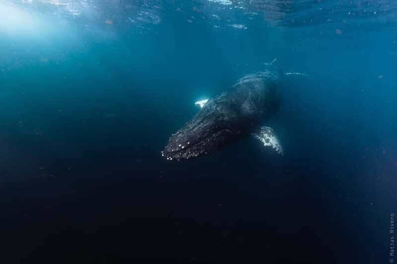 Whale Watching in San Jose del Cabo - Authentic Encounters and Respect for Wildlife