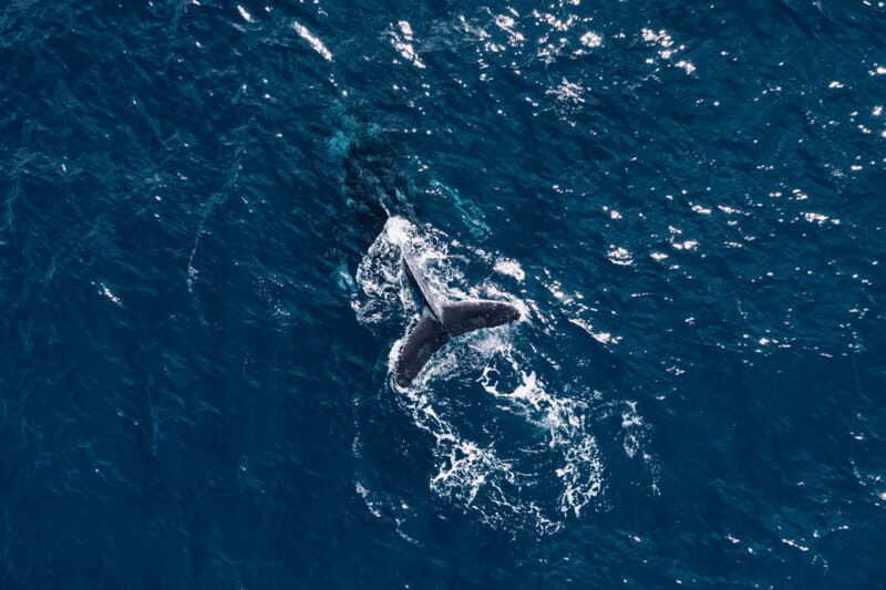 Whale Watching in San Jose del Cabo - Analyzing Value for Money