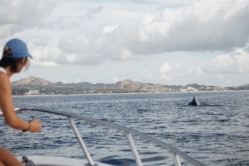 Whale Watching in San Jose del Cabo - Who Will Love This Tour?
