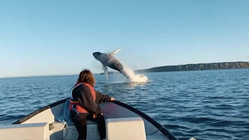 Whale Watching in Sri Lanka A Majestic Ocean Adventure - Key Points