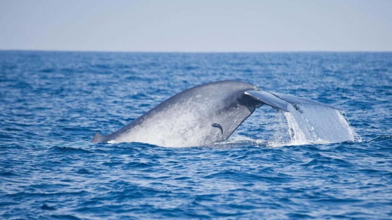 Whale Watching in Sri Lanka A Majestic Ocean Adventure - Final Thoughts