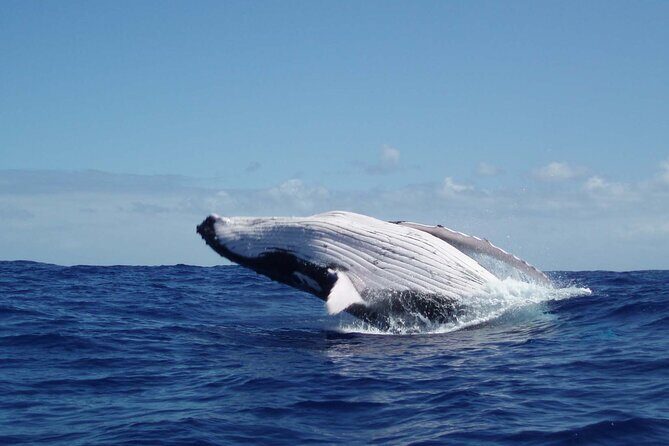 Whale watching in the calm of the peninsula with Ttahi tours - Introducing the Whale Watching Tour in Tahiti’s Calm Peninsula