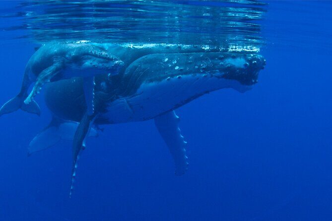 Whale watching in the calm of the peninsula with Ttahi tours - The Experience: A Deep Dive into What You Can Expect