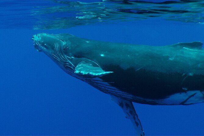 Whale watching in the calm of the peninsula with Ttahi tours - Who Is This Tour Best For?