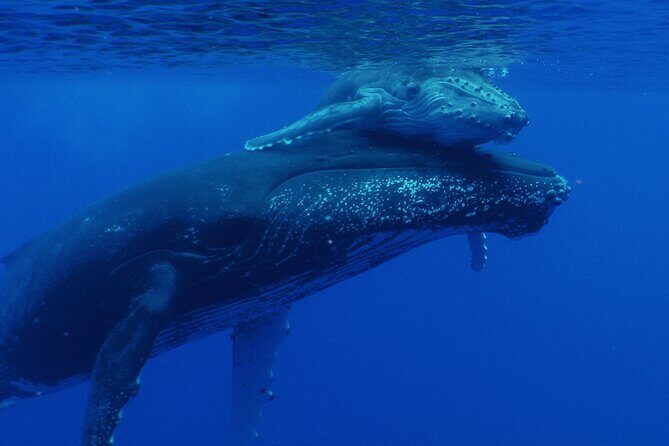 Whale watching in the calm of the peninsula with Ttahi tours - Final Thoughts