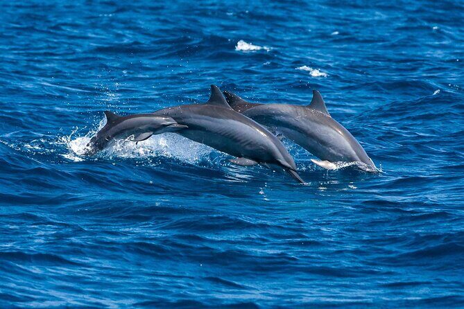 Whale Watching in Trincomalee by Catamaran cruise - Returning and Disembarking