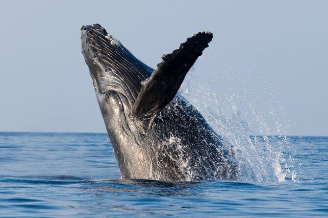 Whale Watching & Late Breakfast Cruise in Honolulu - An Honest Look at the Experience