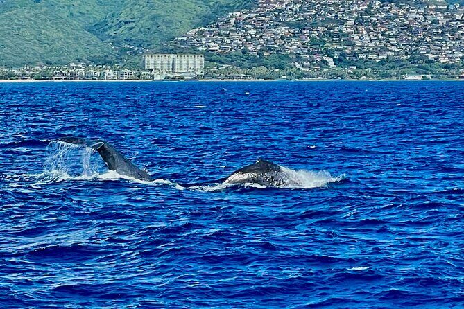 Whale Watching & Late Breakfast Cruise in Honolulu - The Bottom Line