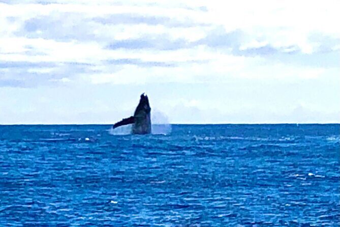 Whale Watching & Late Breakfast Cruise in Honolulu - FAQs