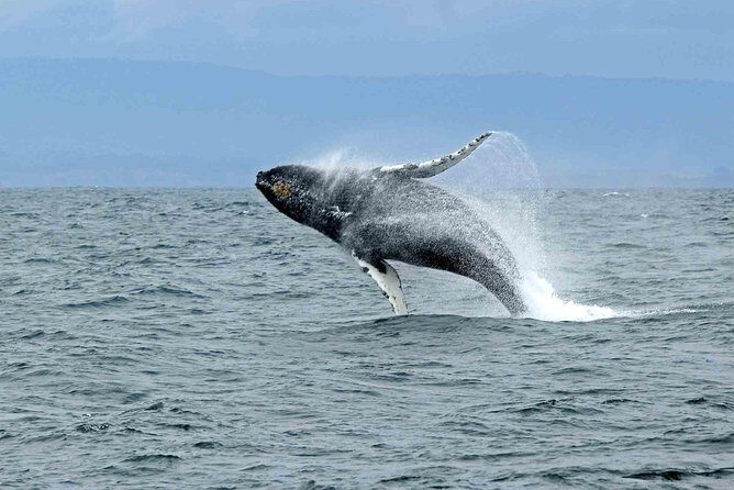 Whale watching mirissa from Colombo or Bandaranaike International Airport (CMB) - Key Points