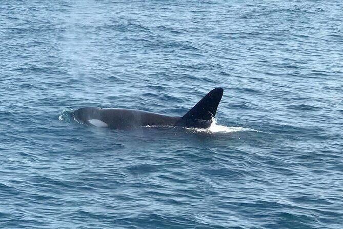 Whale Watching Mirissa in Sri Lanka with Pickup and Breakfast - Itinerary Breakdown