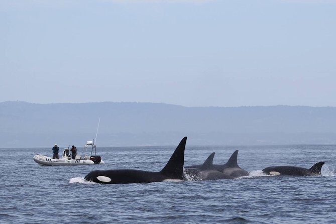 Whale Watching Monterey Bay semi-private limited to 6 people max - Introduction: Why This Whale Watching Tour Stands Out