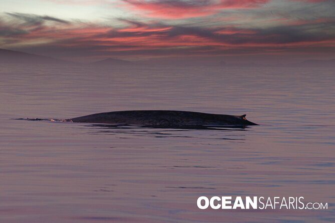 Whale Watching Monterey Bay semi-private limited to 6 people max - The Experience: What to Expect