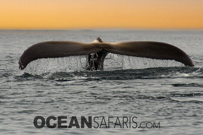 Whale Watching Monterey Bay semi-private limited to 6 people max - Who Should Consider This Tour?