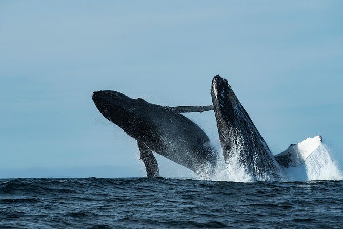 Whale Watching Monterey Bay semi-private limited to 6 people max - The Sum Up: Is It Worth It?