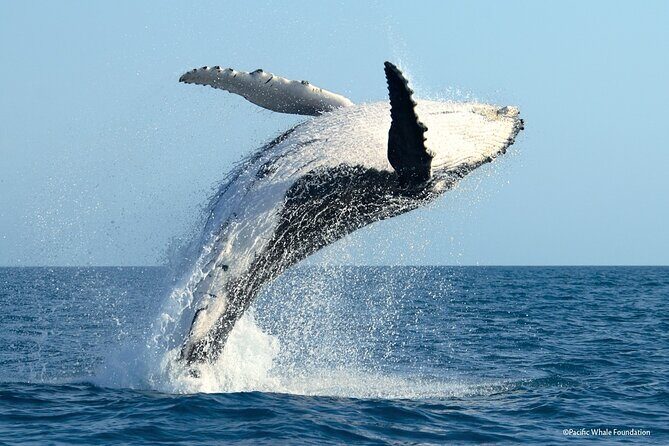 Whale Watching Moorea (non-swimming) - An Overview of the Whale Watching Experience
