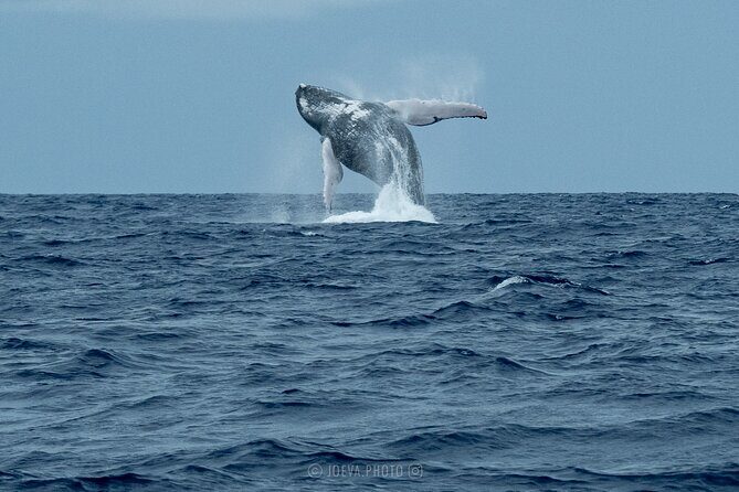 Whale Watching Moorea (non-swimming) - What to Expect on the Day