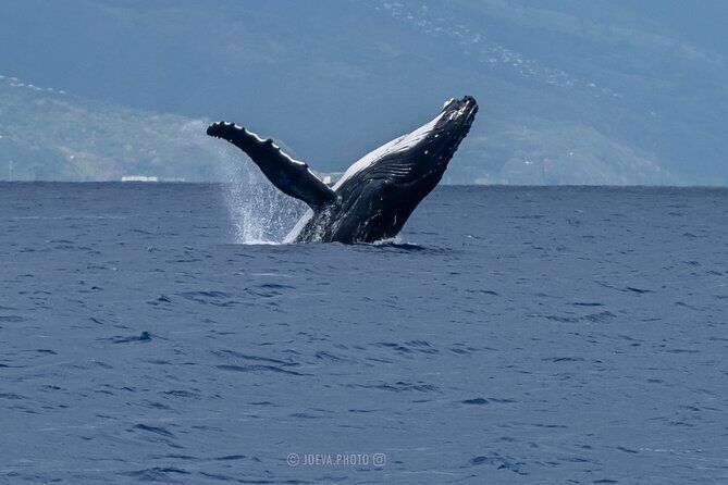 Whale Watching Moorea (non-swimming) - The Pros and Cons of the Tour