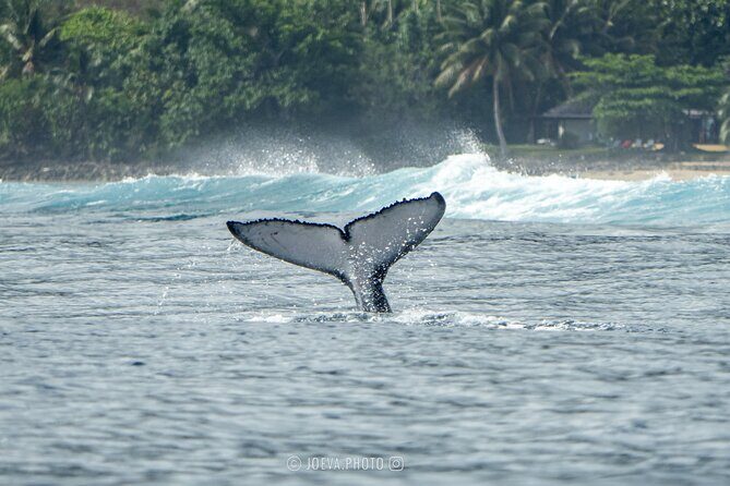 Whale Watching Moorea (non-swimming) - Who Should Book This Tour?