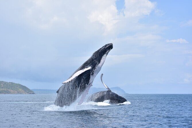 Whale watching more fell up - Introduction