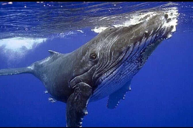 Whale watching more fell up - What We Loved About the Tour