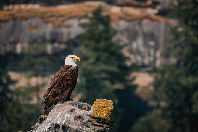 Whale Watching Nanaimo Open Boat Tour - An In-Depth Look at the Experience