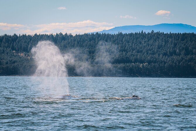 Whale Watching Nanaimo Open Boat Tour - FAQs