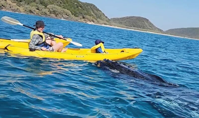 Whale Watching Ocean Kayak & Beach 4X4 Tour Noosa - Key Points