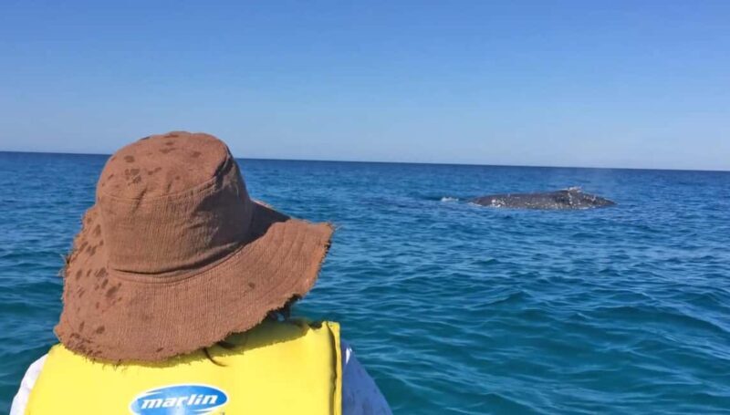 Whale Watching Ocean Kayak & Beach 4X4 Tour Noosa - An Honest, In-Depth Look at the Tour