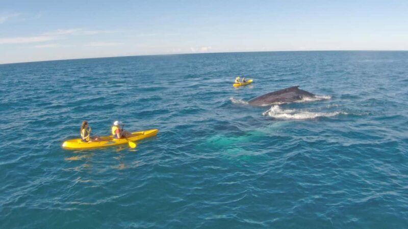 Whale Watching Ocean Kayak + Great Beach Drive Adventure - Introduction: Discover Queensland’s Coast Through a Unique Lens