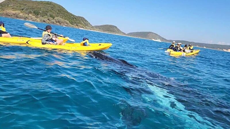 Whale Watching Ocean Kayak + Great Beach Drive Adventure - Key Points to Remember