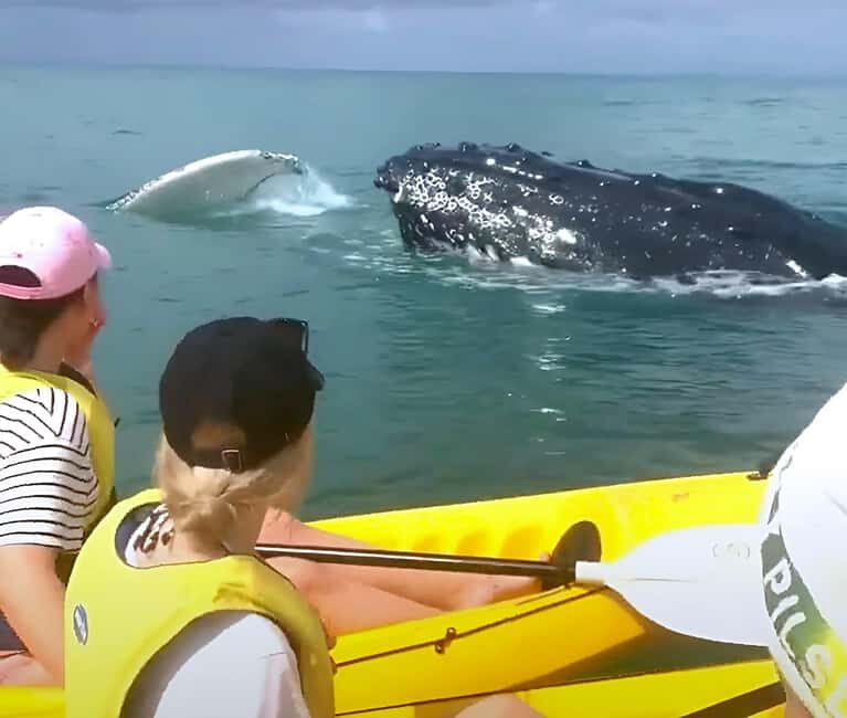 Whale Watching Ocean Kayak + Great Beach Drive Adventure - Areas for Consideration