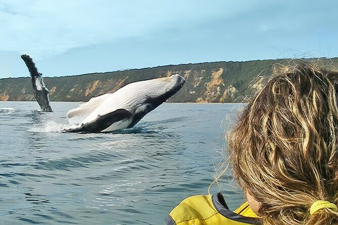 Whale Watching Ocean Kayak Tour - Key Points: