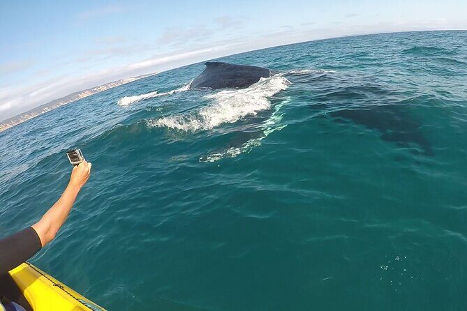 Whale Watching Ocean Kayak Tour - The Practicalities: How Does it Work?