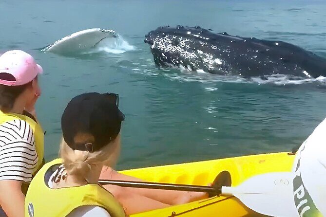 Whale Watching Ocean Kayak Tour - Authentic Experiences from Fellow Travelers